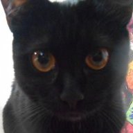 Seeking - The Best Brothel Sim Games? | F95zone | Adult Games | Comics ...