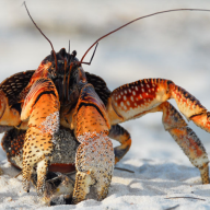 Flash - MVOL (My very own lith) Doesn't load | F95zone | Adult Games ...